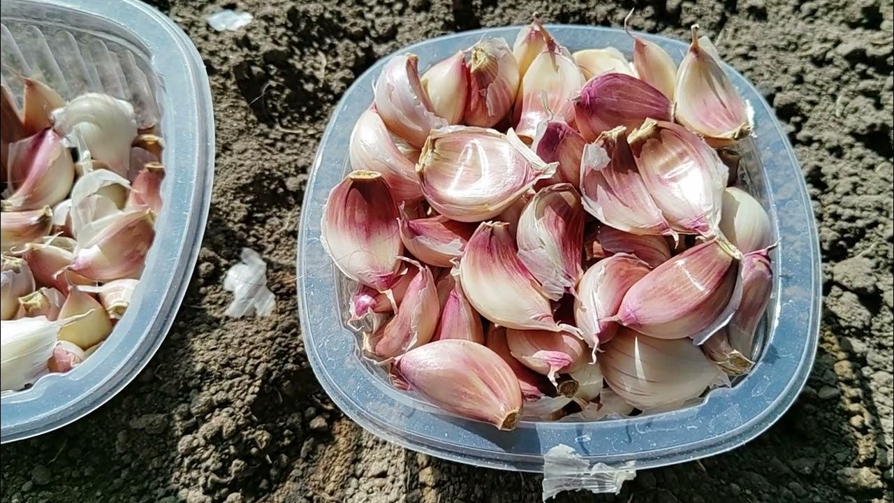 Посадка Ярового чеснока🤗 - YouTube