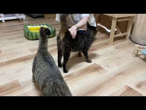 シャーシャー怒るドイル君、撫でられました - YouTube