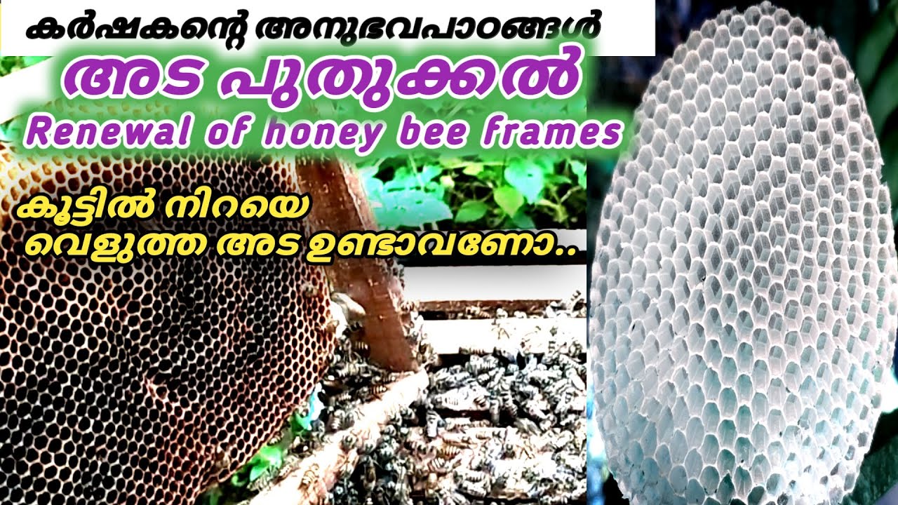 Renewal of honey bee frames combs cerana indica beekeeping അടപുതുക്ക ...