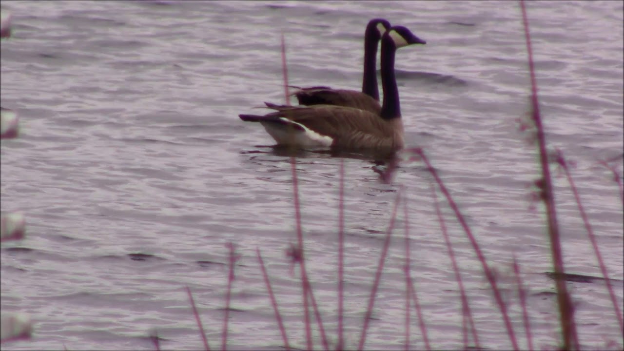Canadian Honkers near a dock - YouTube