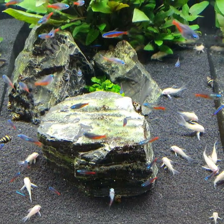 #fish#fisch#Fisch#Fische#рыба#рыбалка#Аквариум#аквариумные рыбки#рыбак# ...