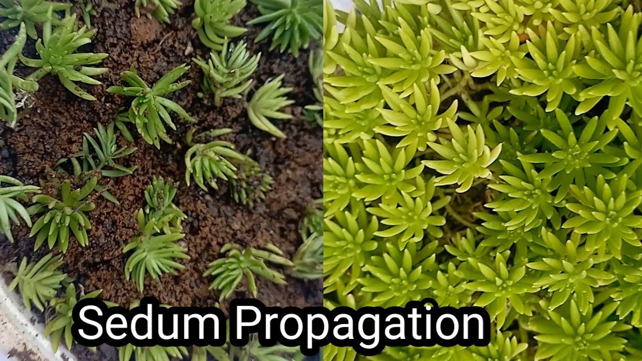 Sedum propagation and care/beautiful succulent sedum plants || easy to ...