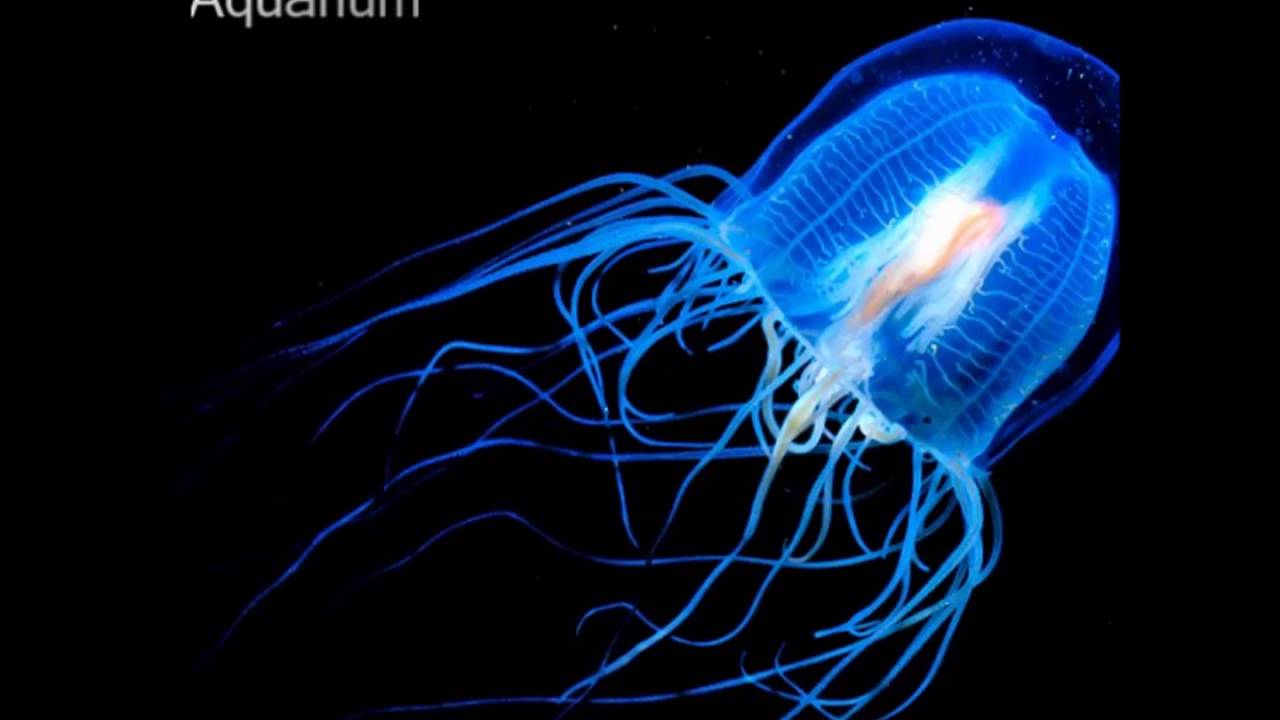 Cubozoa - The Lake - YouTube