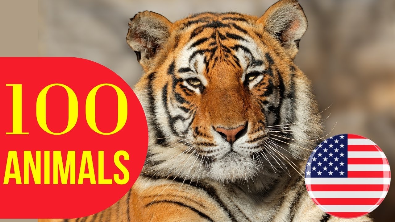Animals for Kids to Learn - 100 Animals for Kids, Toddlers and Babies ...