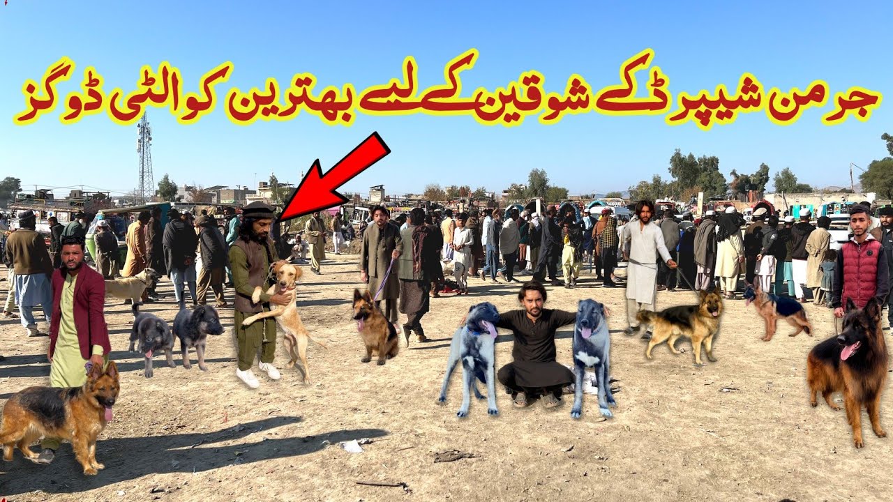 Kohat Biggest dog mandi Latest update Aur intehai ZABARDAST video || 🐕 ...