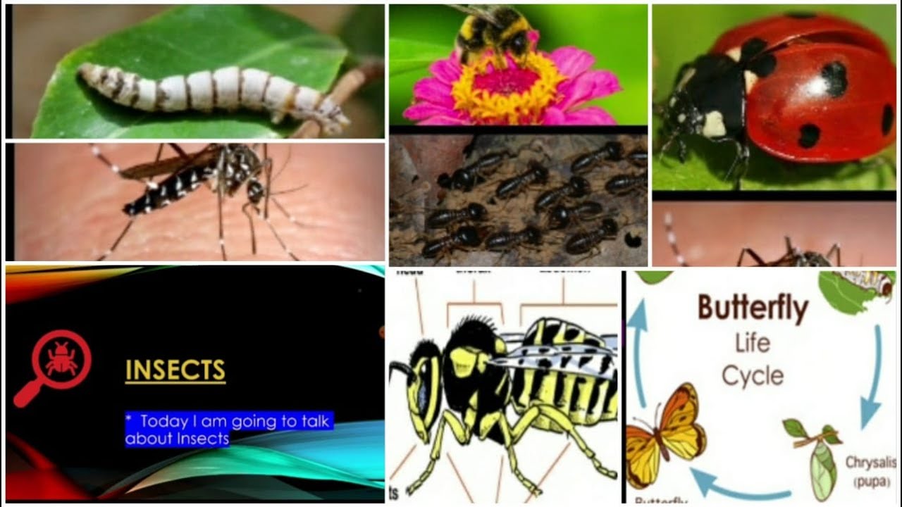 MORE ABOUT INSECTS, CBSE 4TH CLASS SCIENCE LESSON, DIFFERENT TYPES OF ...