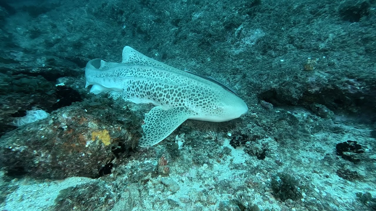 Exploratory Dive at Cathedrals Reef (60m) North Stradbroke Island - YouTube