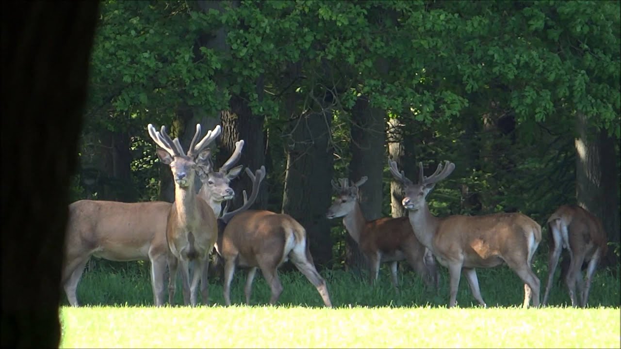 Edelherten - Cervus elaphus - Staverden. - YouTube