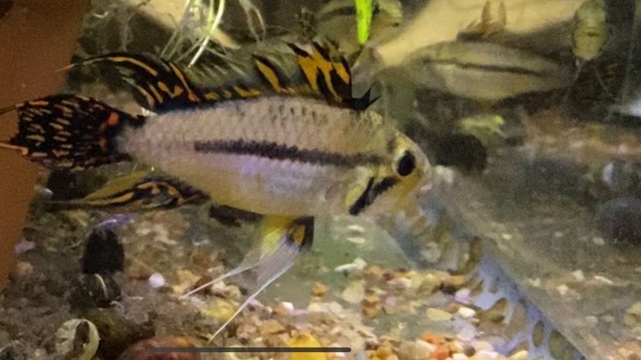 TN FISH MAFIA WEDNESDAY EDITION - YouTube