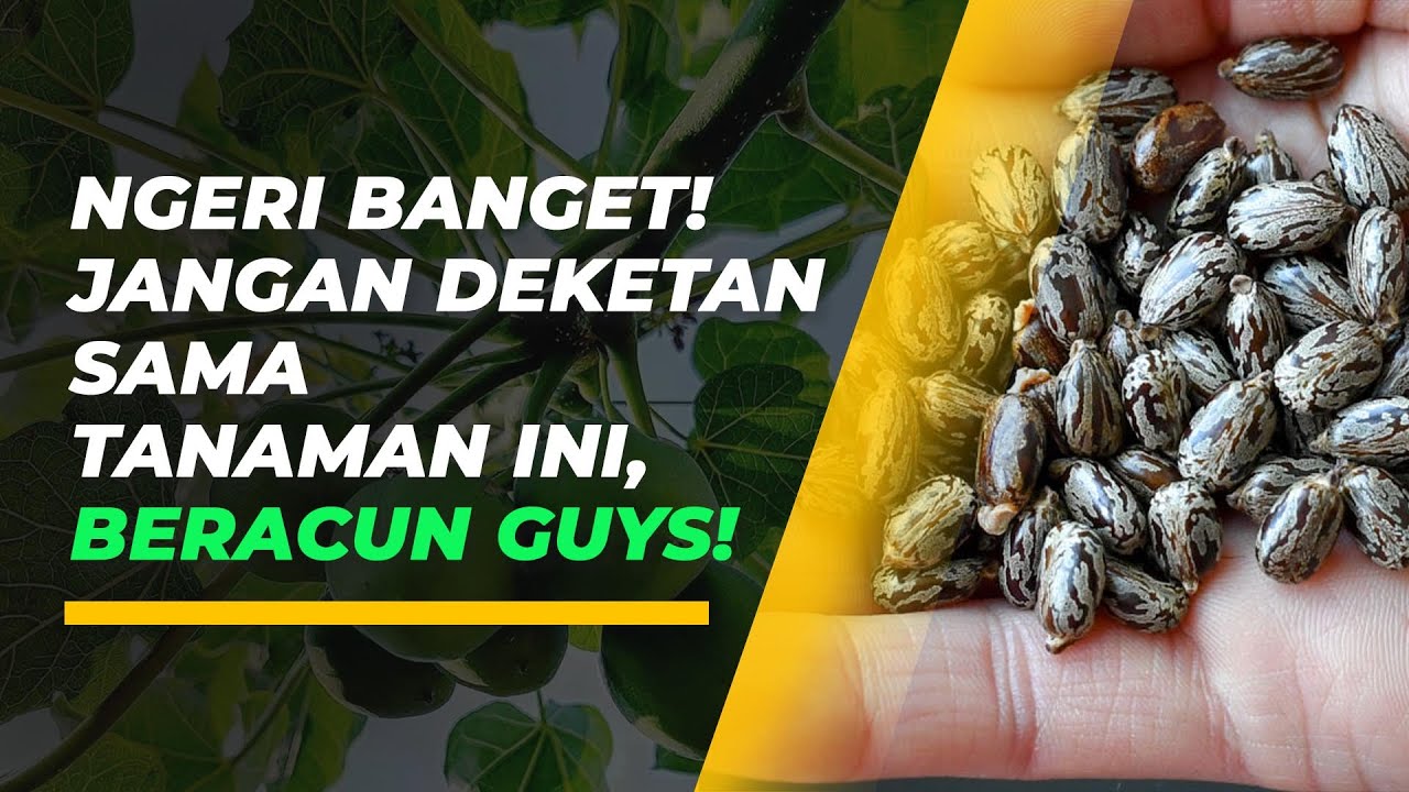 Kenali 4 Fakta tentang Bahaya Tanaman Risin yang Mematikan Ini - YouTube