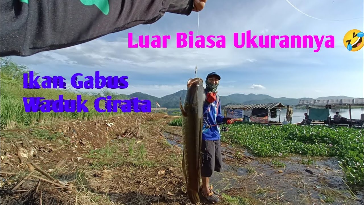 Mancing Casting Ikan Gabus di Waduk Cirata saat Musim Angin Besar - YouTube