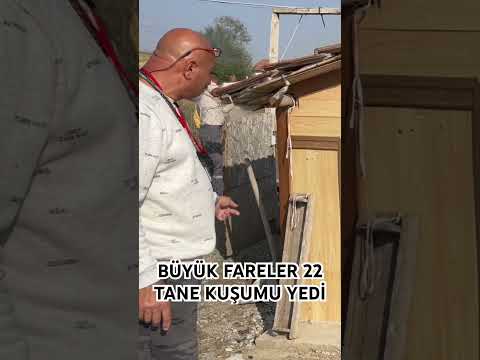Büyük fareler 22 tane kuşumu yedi