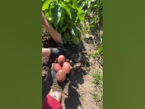Розовая картошка 🥔 #ukraine #nature #картофель #природа #огород #сад # ...