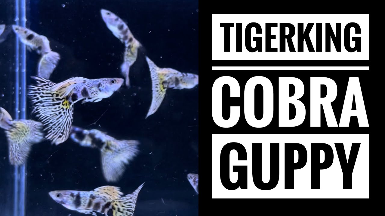 Tiger King Cobra Guppy: Strain Highlights - YouTube