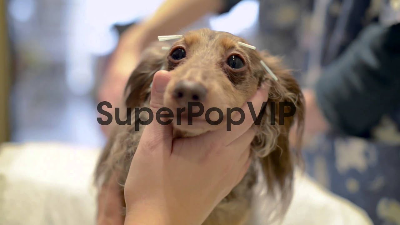 Close up of a dog receiving acupuncture treatment. The nu... - YouTube