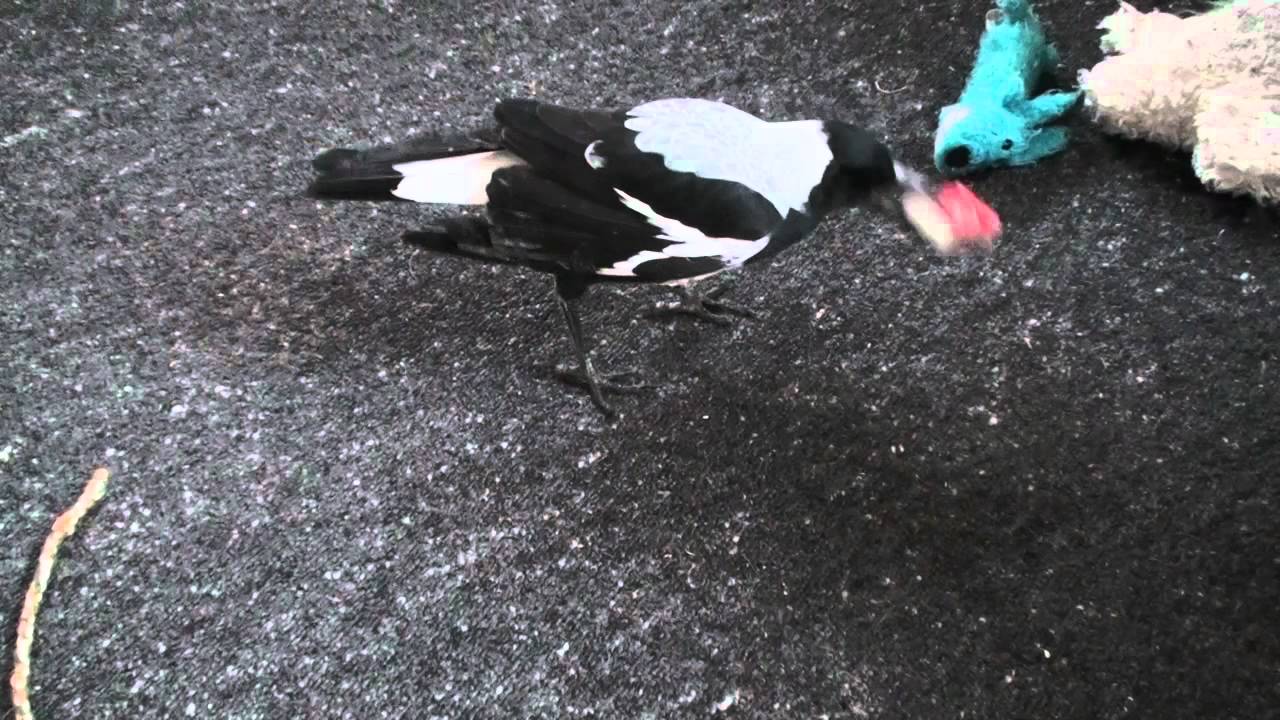 Magpie playing with dogs mov - YouTube
