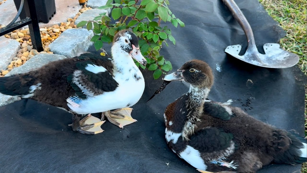 Ducks Help Me Plant Roses | Duck Family - YouTube