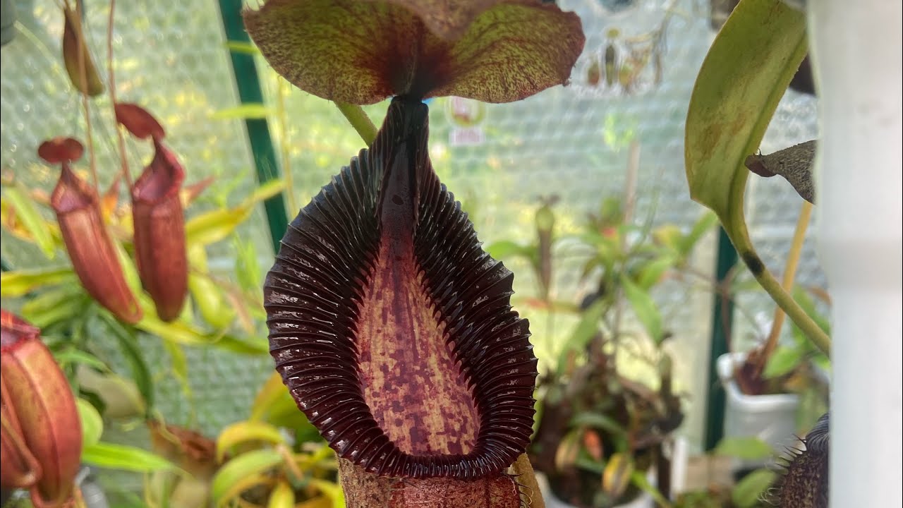 Hybrid update: N. hamata x robcantleyi, BE 3755 - YouTube