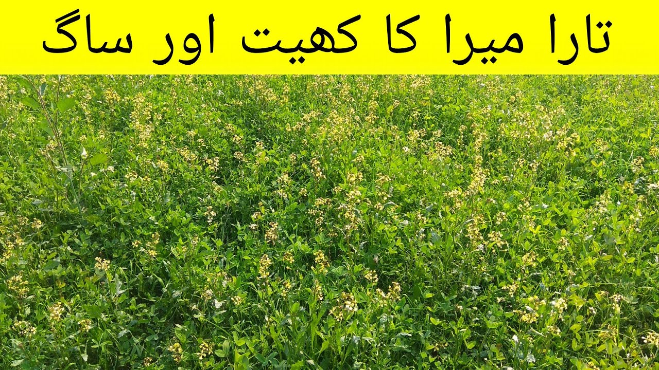 Tara Mira Ka Khait | Tara Mira Ka Saag | Taramira Plant and Sag ...
