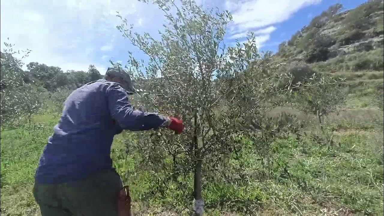 potatura olivo 2 anno. - YouTube