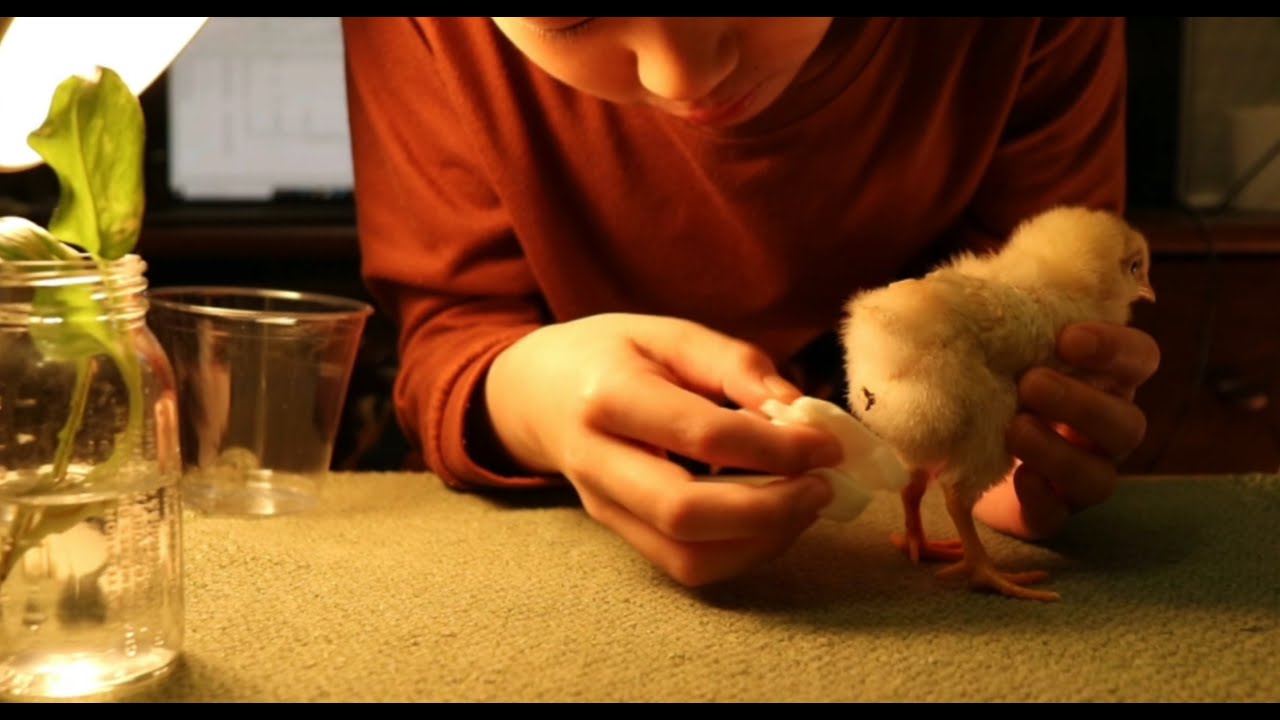 Chick Behavior Day 10: Cleanup pasty butts, take care of baby chicks ...