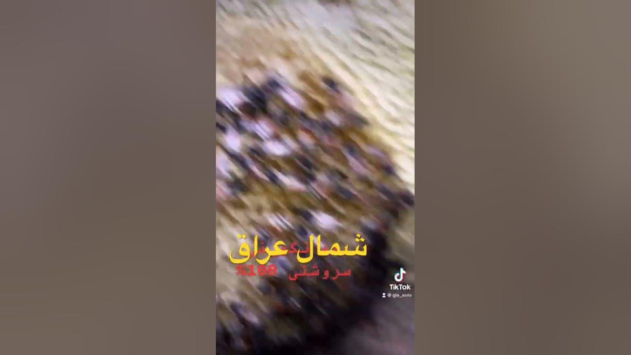 عسل طبیعی عسل حر Youtube