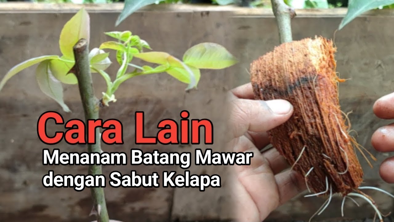 Menanam Batang Bunga Mawar dengan Sabut Kelapa - YouTube