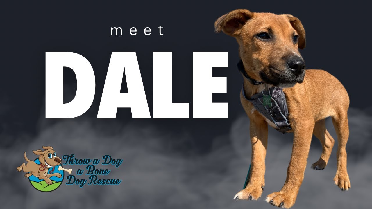 Meet Dale, an adoptable puppy from Throw A Dog A Bone Dog Rescue - YouTube