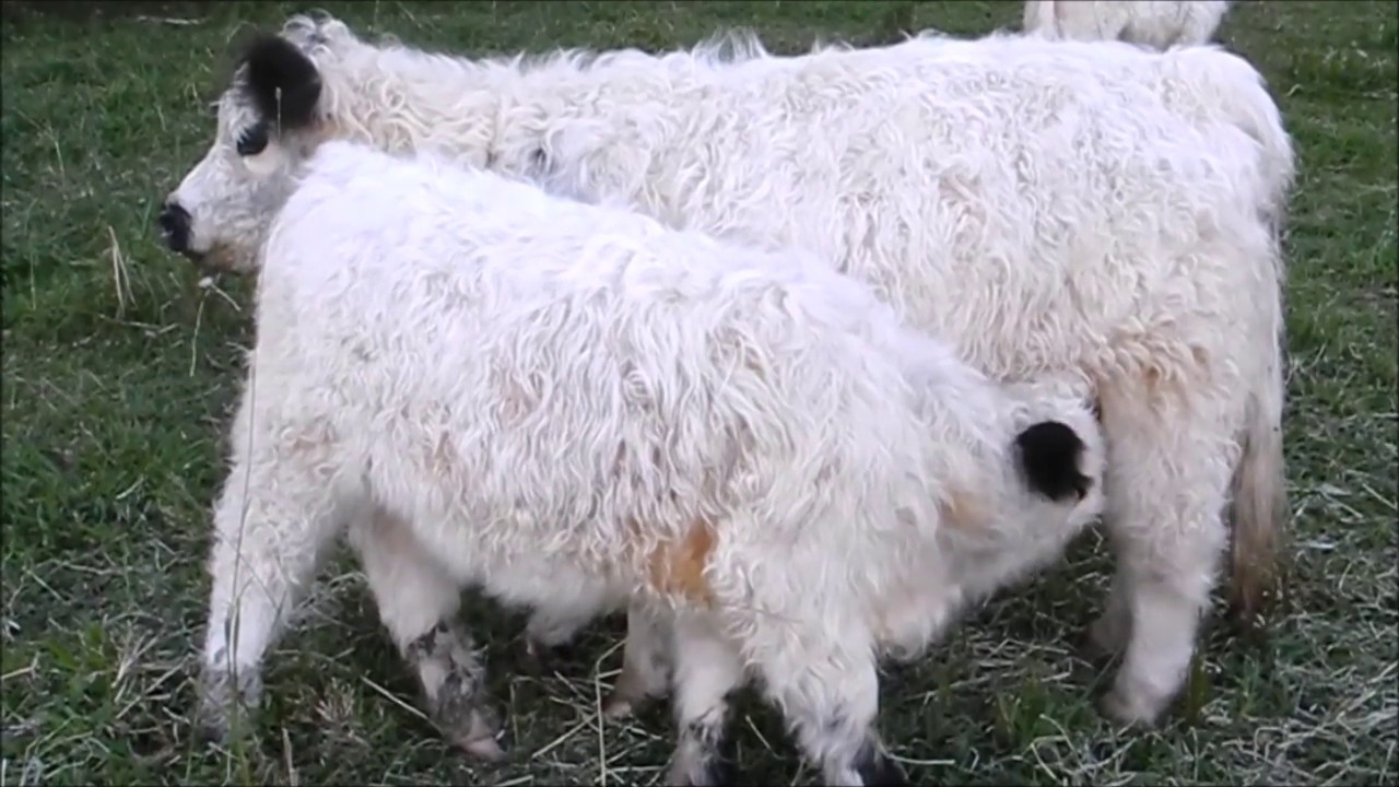 Huggie Feeding Kismet Miniature Cattle White Galloway - YouTube