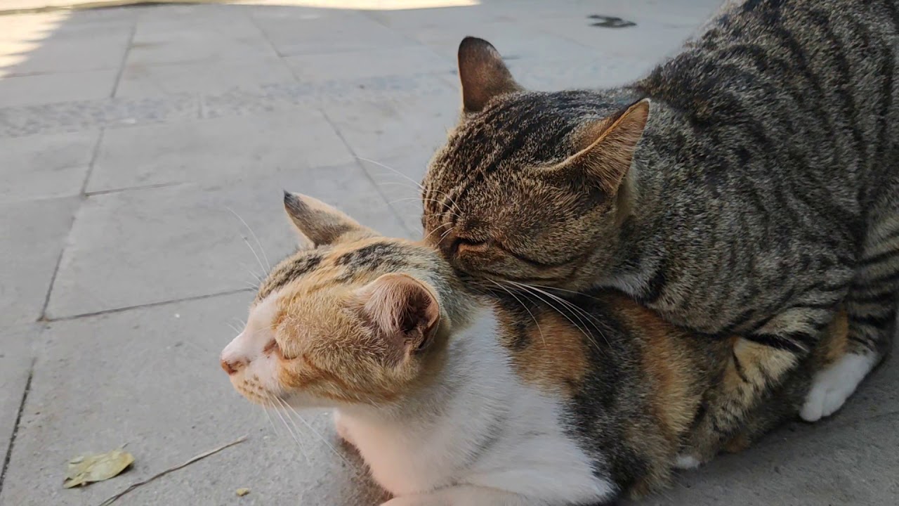 KUCING KAWIN SIANG SIANG HD. KUCING KAMPUNG KUCING - YouTube