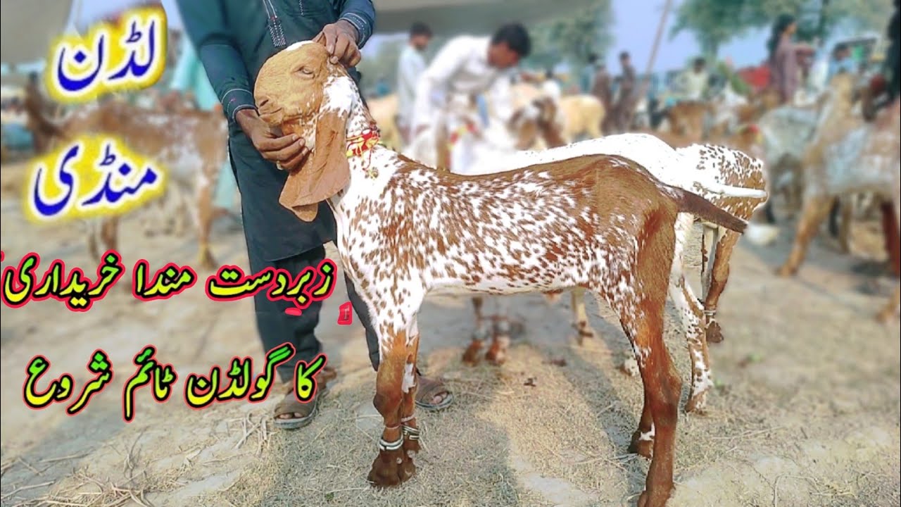 10 October 2024Luddan Mandi New Update Luddan Mandi Pakistan - YouTube