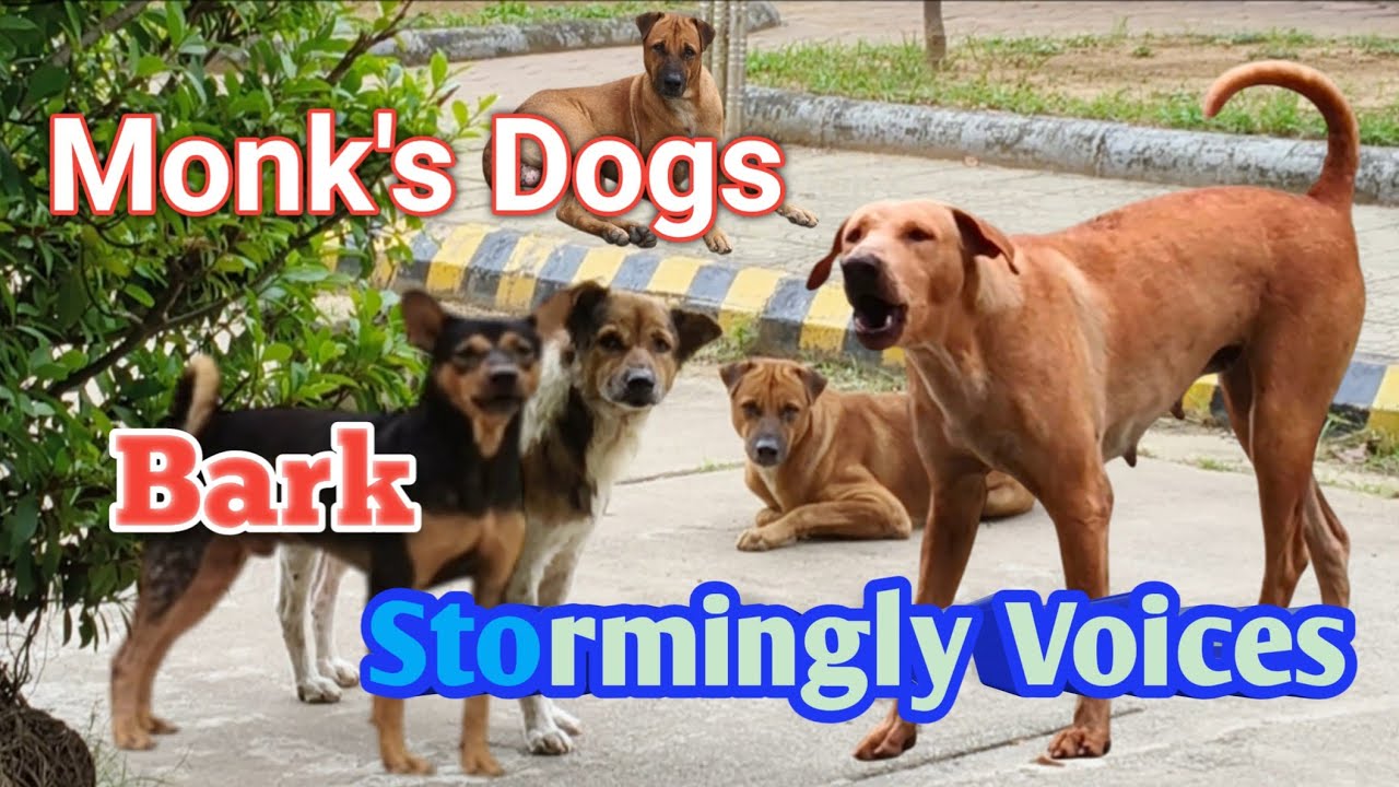 Monk's Dogs Are Barking Stormingly Voices | Cute Dogs Live in Pagoda ...