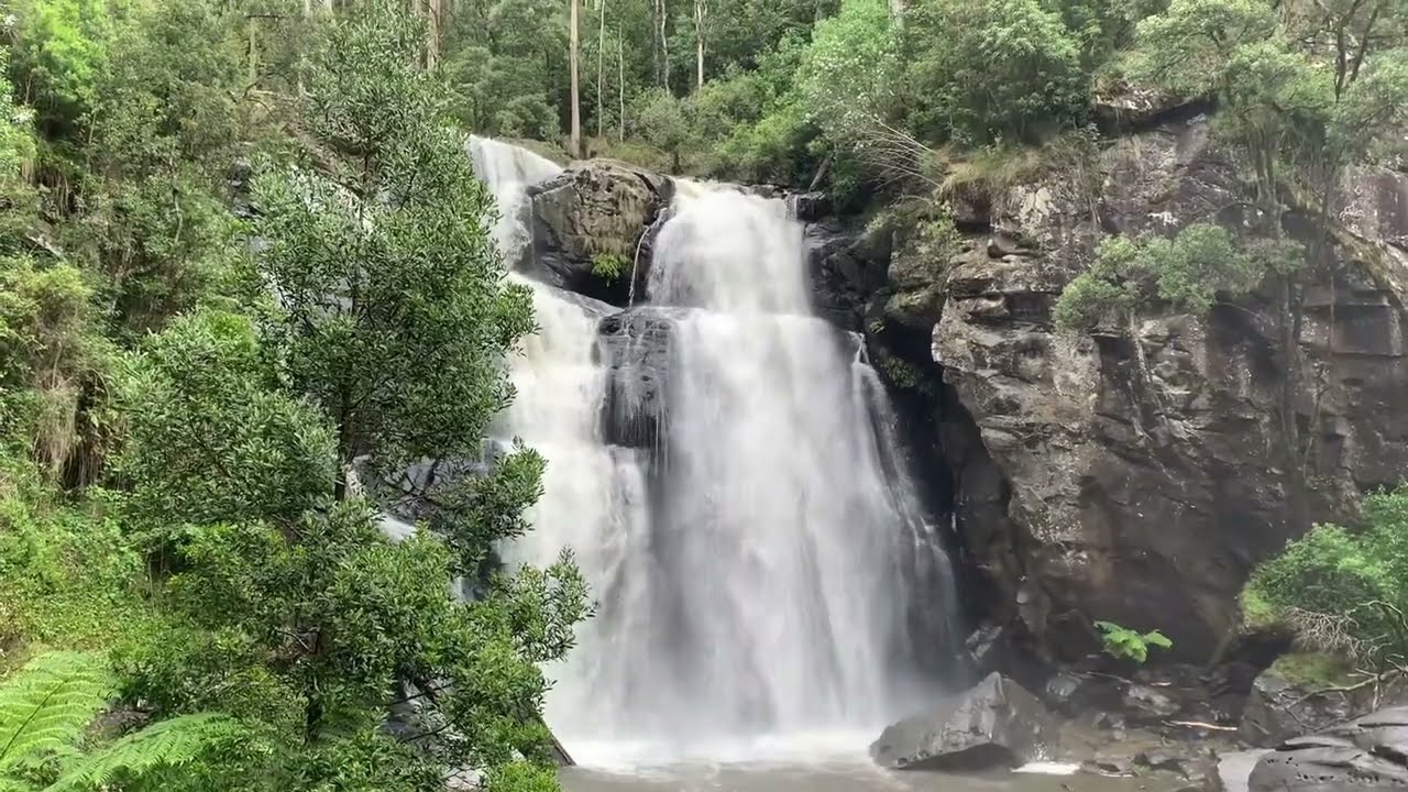 Stevenson’s falls in the Otways #waterfalls #chasingwaterfalls # ...