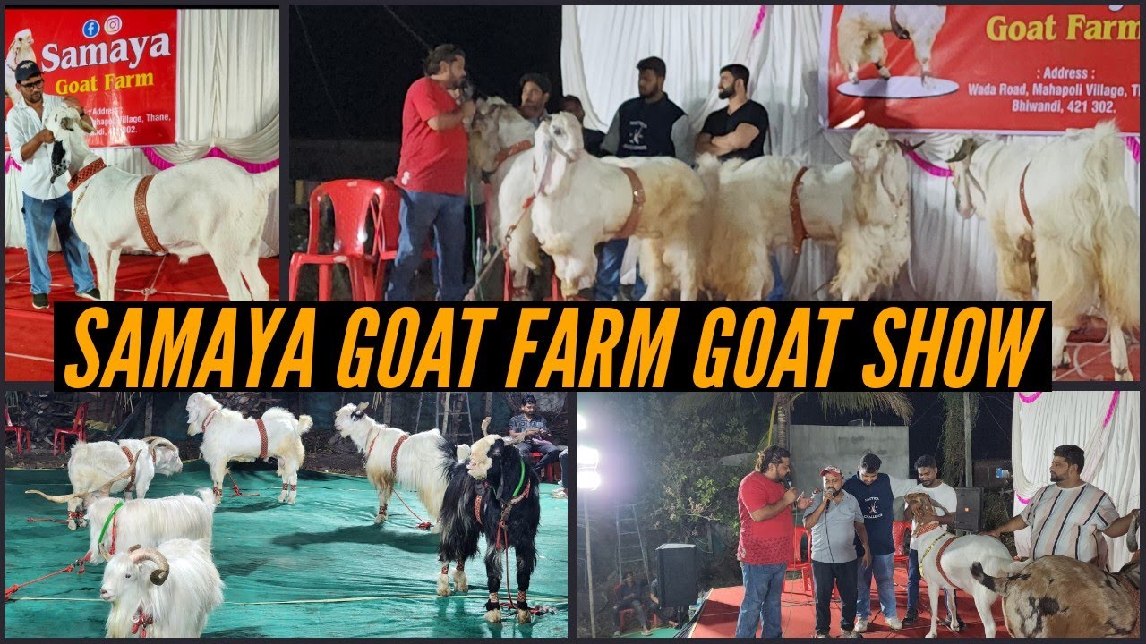 Samaya Goat Farm Goat Show Me Dikhaye Self Feeding Heavyweight Khassi ...