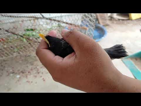 កាត់អណ្ដាត សារិកាកែវក្របី អោយរៀននិយាយ, Bro Da Kh - YouTube