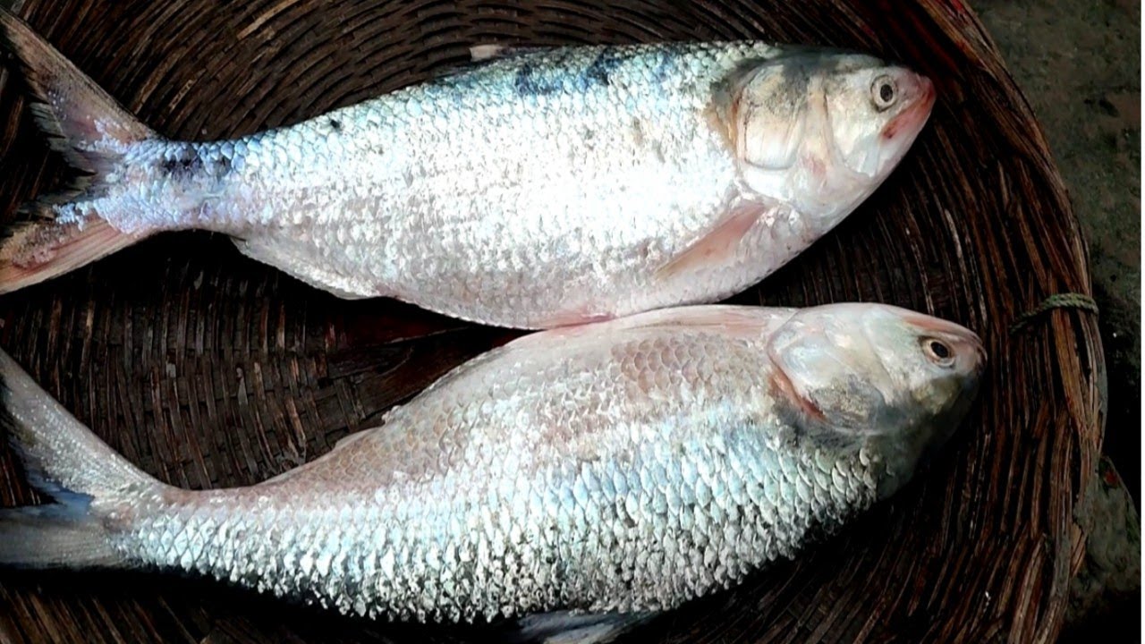 পদ্মার রাজা ইলিশ মাছ ঝাকায় ঝাকায় বিক্রি হচ্ছে মৈনট ঘাটে || Padma ...