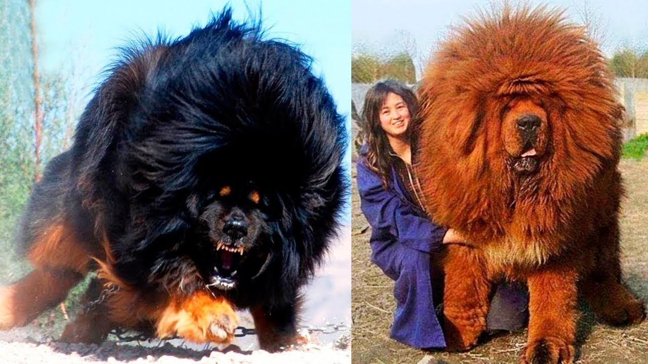 7 Razas De Perros Más Peludos Que Existen - YouTube