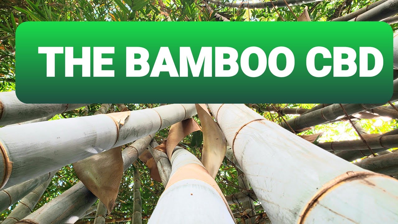 MICHUKI PARK: [NAIROBI BAMBOO PARK] #bamboo #bamboobarshow - YouTube