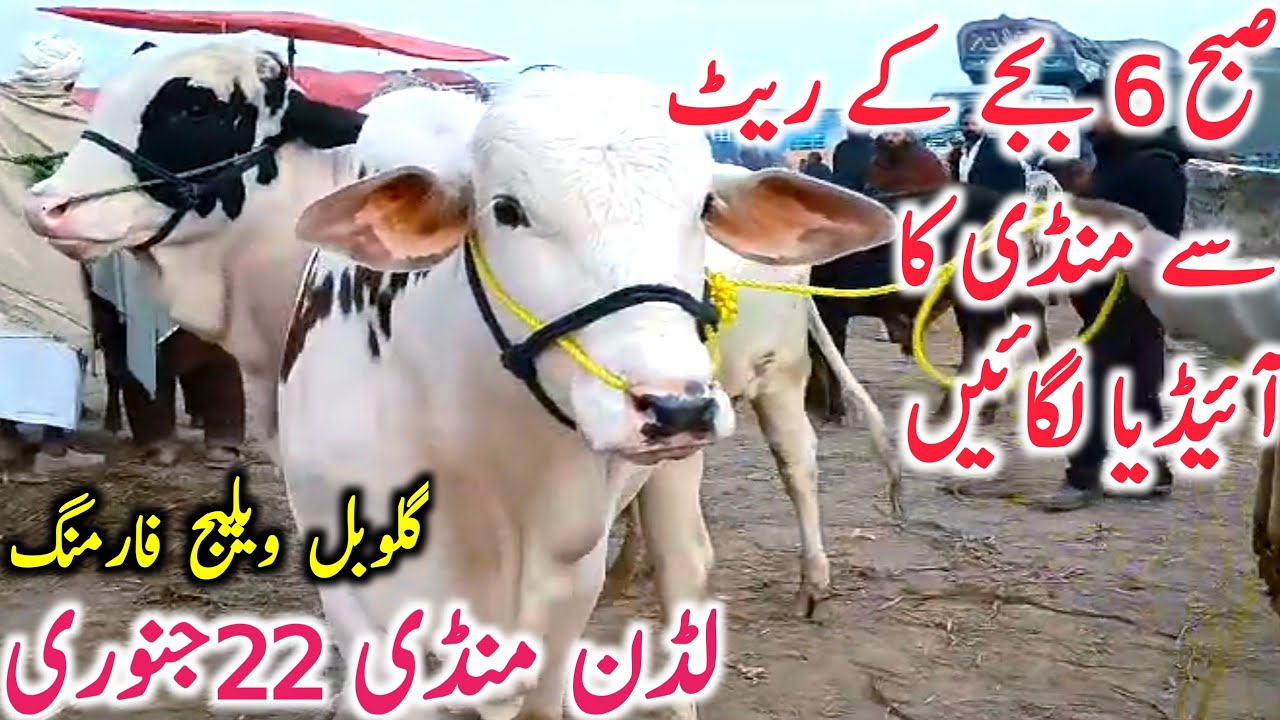 Today Fresh Luddan Mandi Qurbani 2025 | Luddan Mandi Aj Ki Video ...