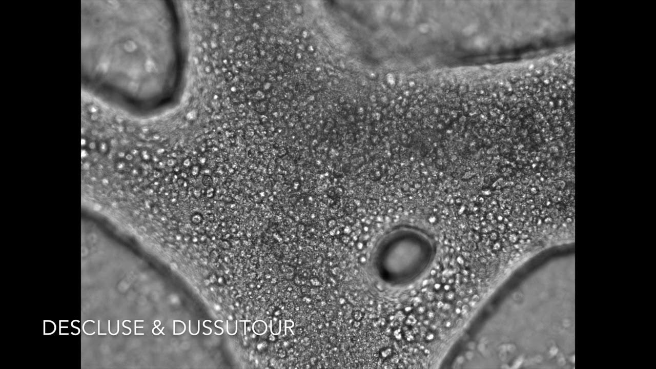 Inside the blob - YouTube