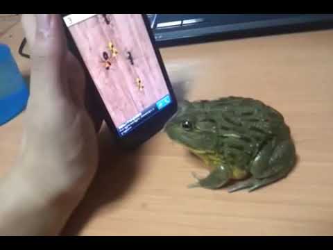 OMG GENETICALLY MODIFIED FROG LEARNS TO USE IPHONE!!!!!! HAS SCIENCE ...