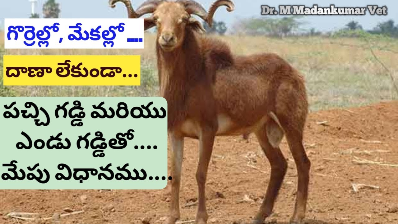 How Sheep and Goat are maintained only on Green and Dry Fodder without ...