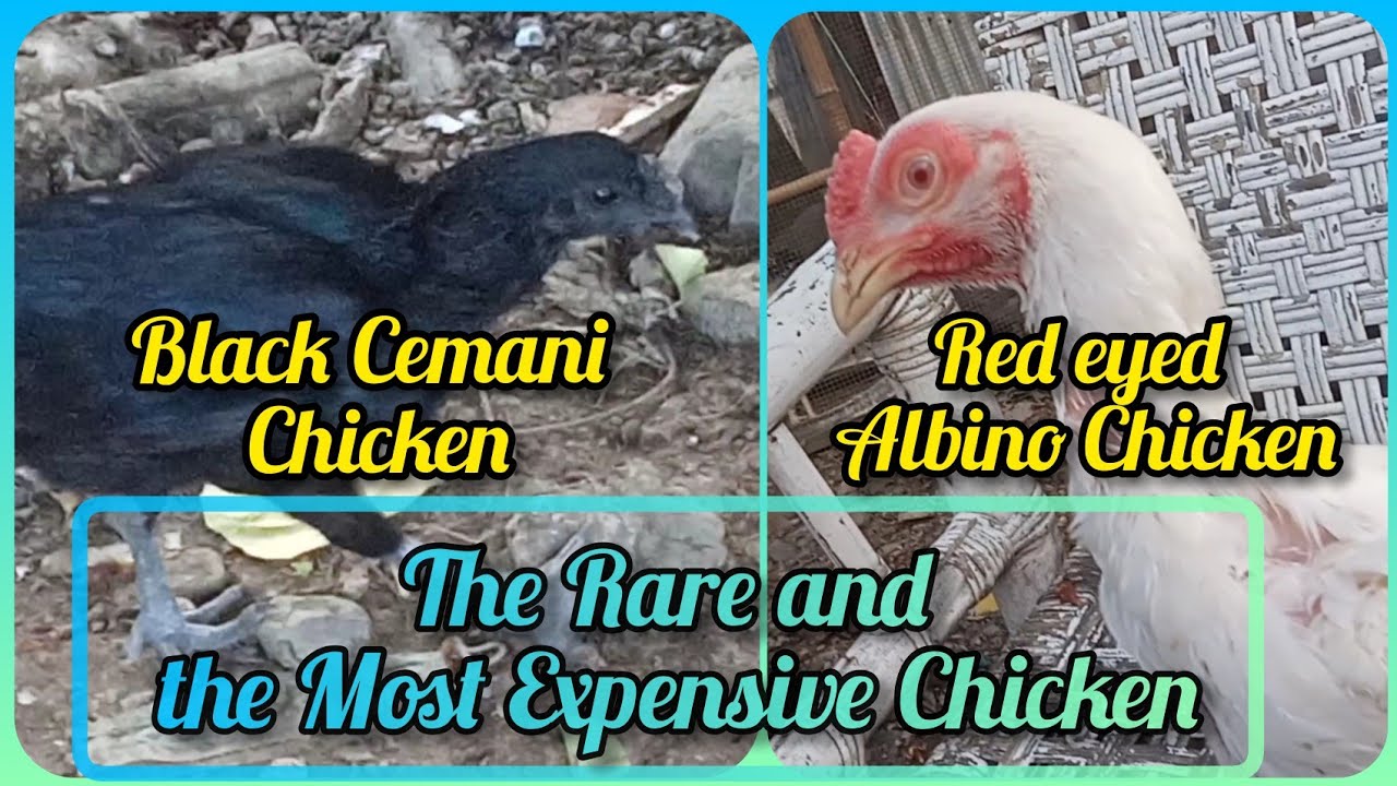 『The Rare and the Most Expensive Chickens』〘Red Eyed Albino Chicken and ...