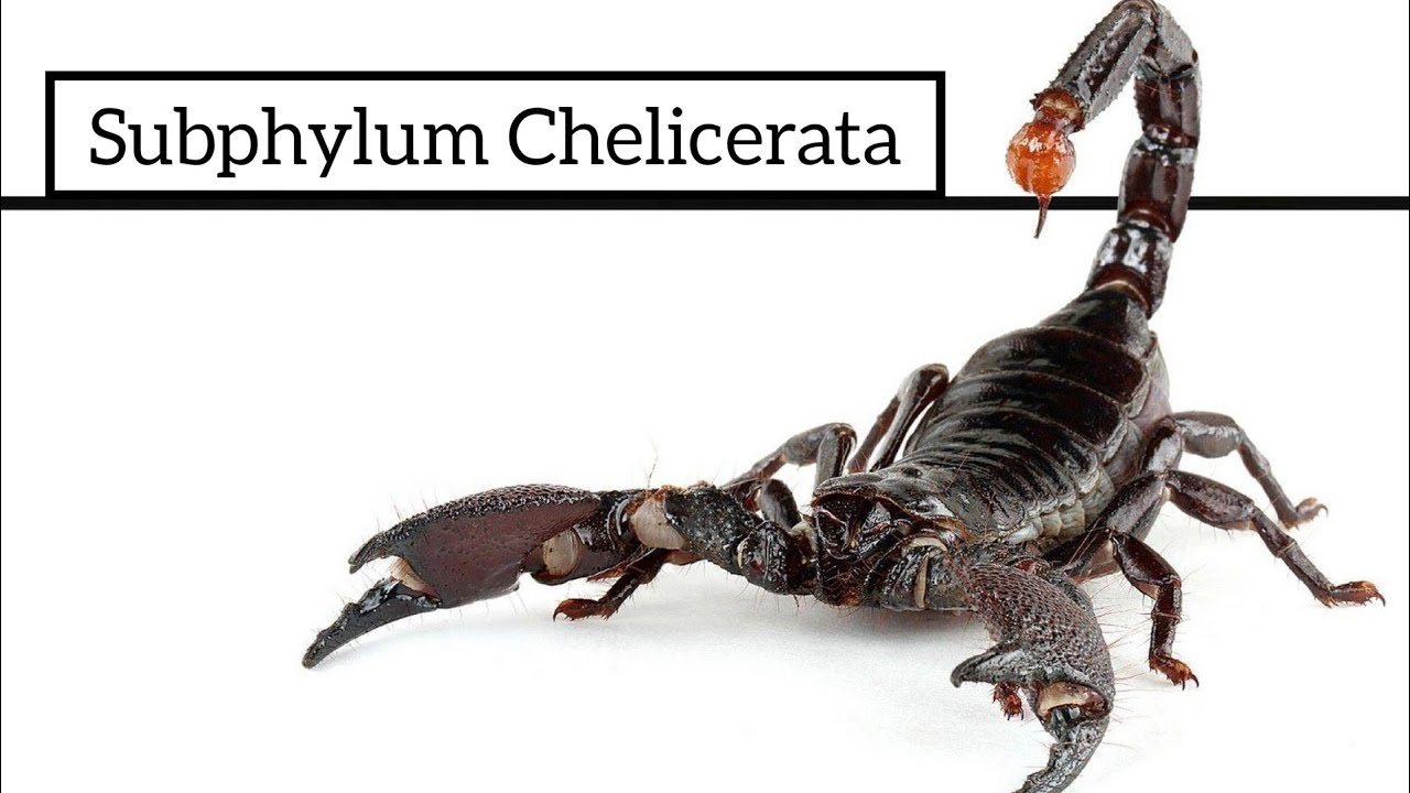 Subphylum Chelicerata