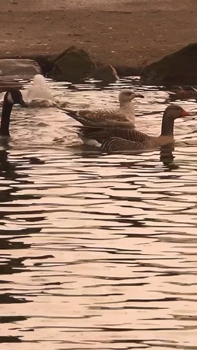 Busy pond - YouTube