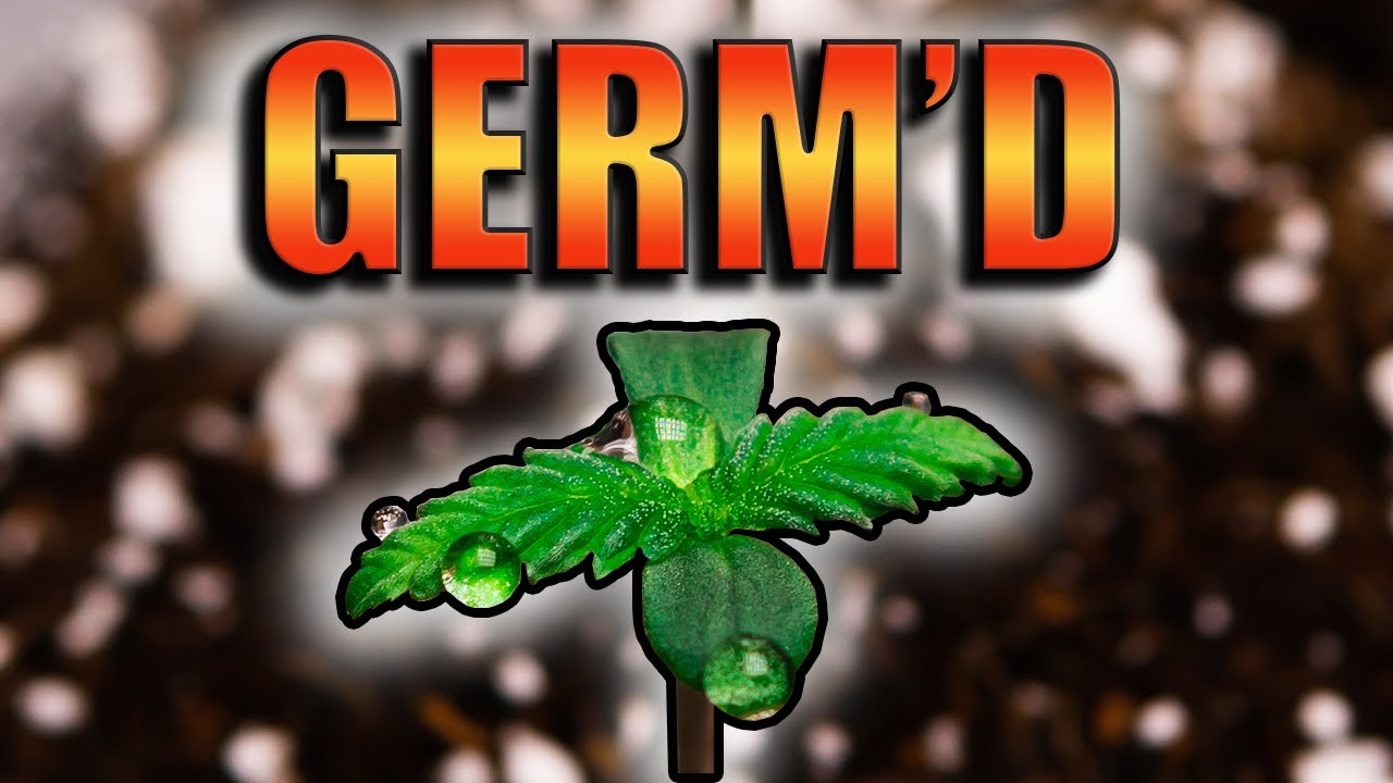 ABSOLUTE BEST Way to Germinate Seeds | Indoor Grow Setup - YouTube