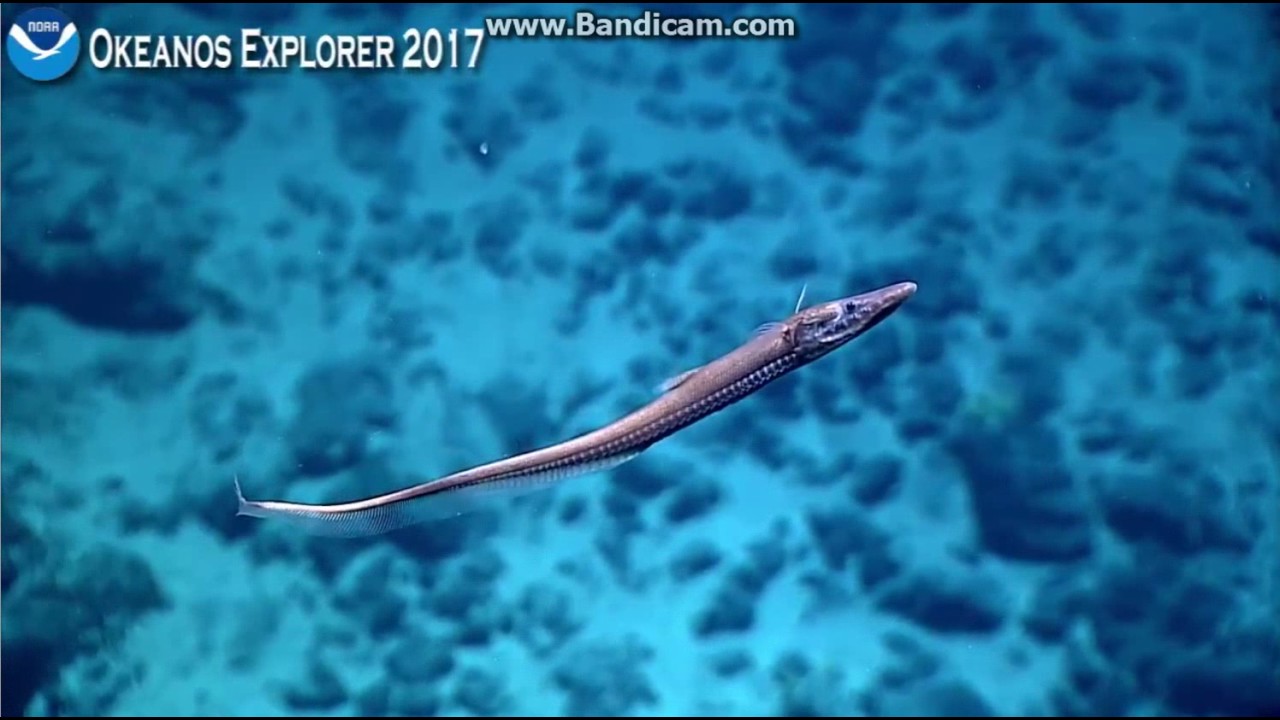 Okeanos Swains Island region of National Marine Sanctuary of American ...