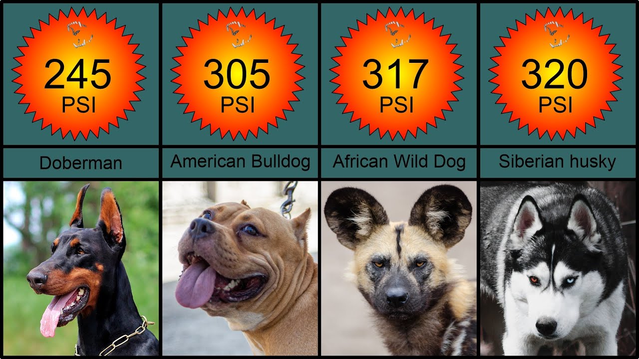 Dogs Bite Force Comparison In PSI Top 35 Dog Breeds With Strongest