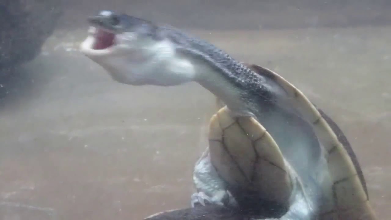 Turtle Nuts meme (longer) - YouTube