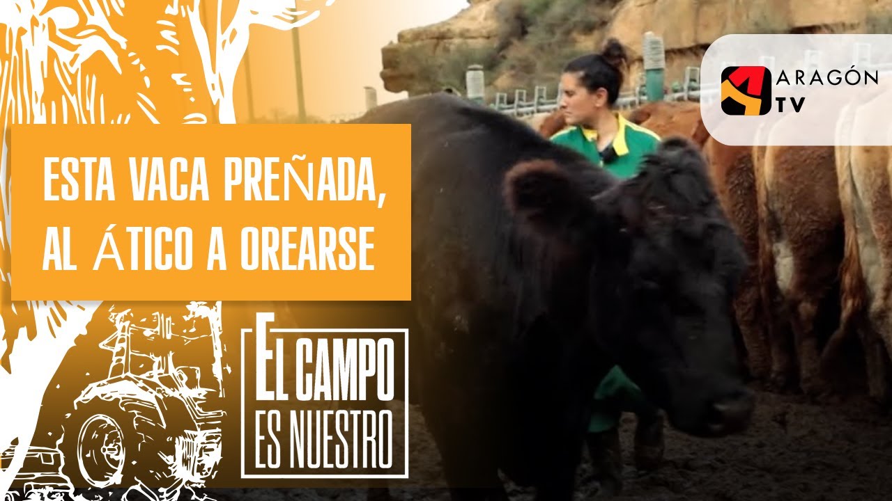 Esta vaca preñada, al ático a orearse. - YouTube